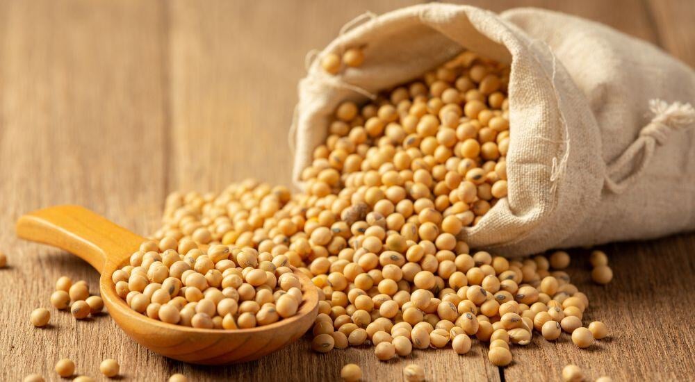 Qu'est-ce que le soja ? 10 curiosités sur cet aliment polyvalent