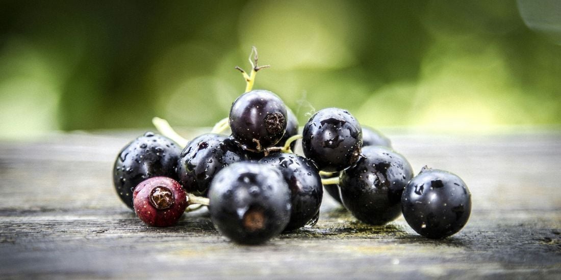 Le cassis : tout savoir sur ce fruit d’été rempli de bienfaits