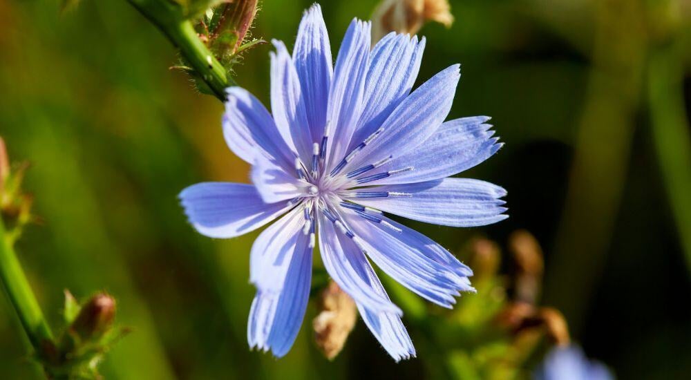 Découvrez les nombreux bienfaits de la chicorée pour votre santé